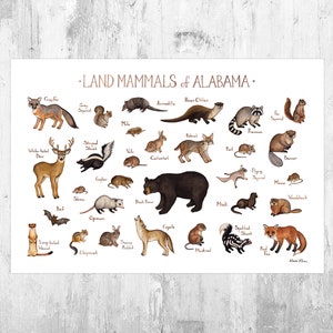 Alabama Land Mammals Field Guide Art Print / Animals of Alabama ...