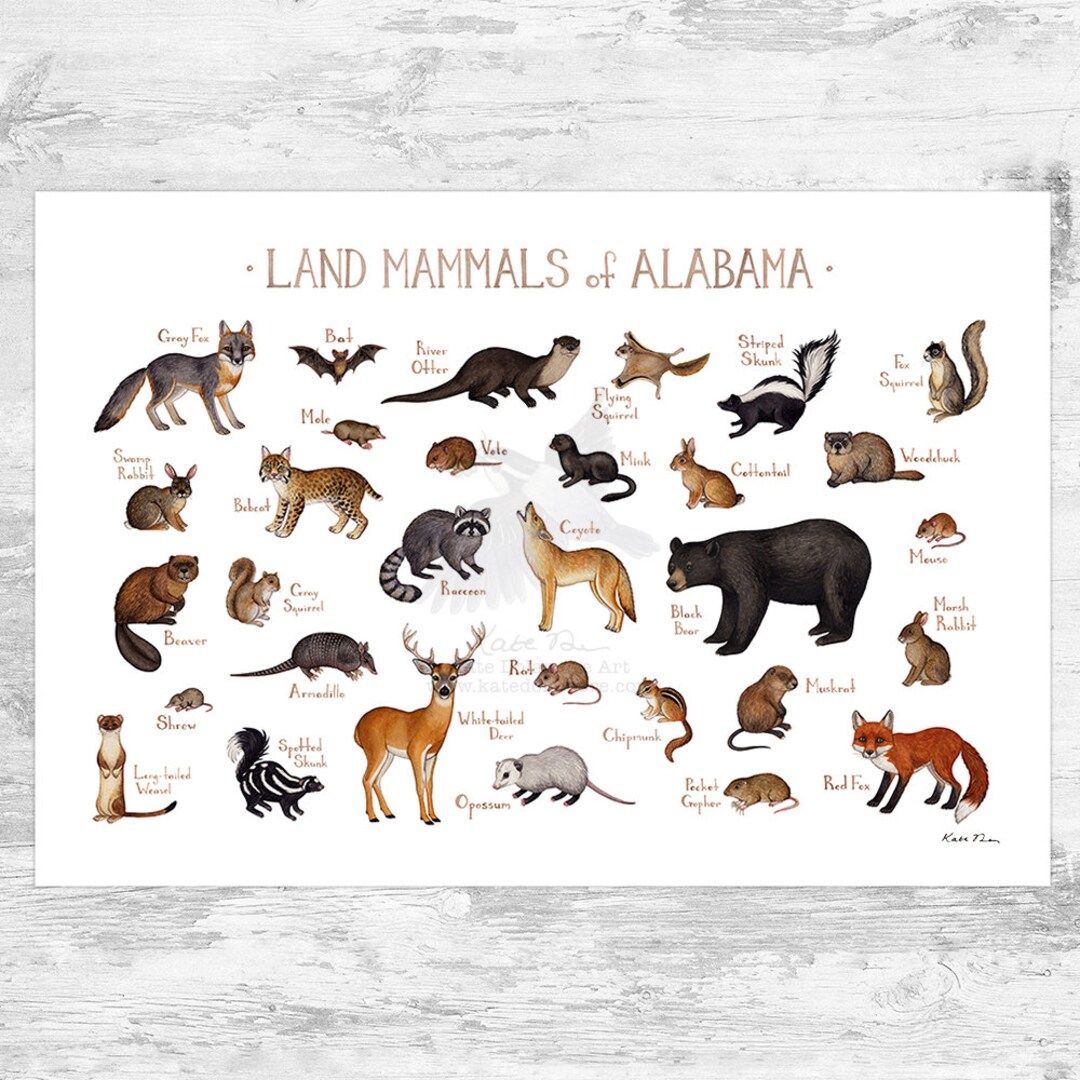 Alabama Land Mammals Field Guide Art Print / Animals of Alabama ...
