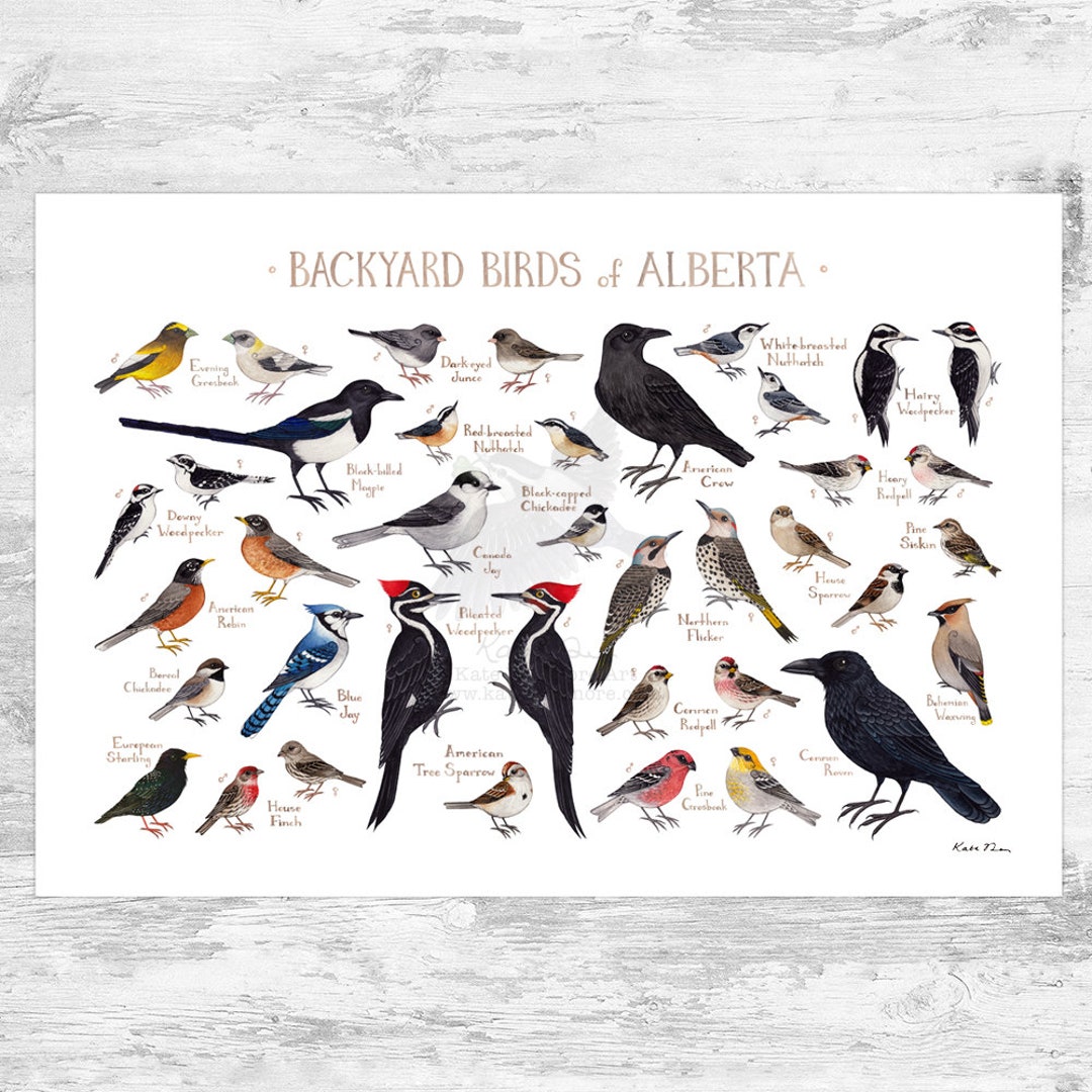 Alberta Backyard Birds Field Guide Art Print / Watercolor Painting ...