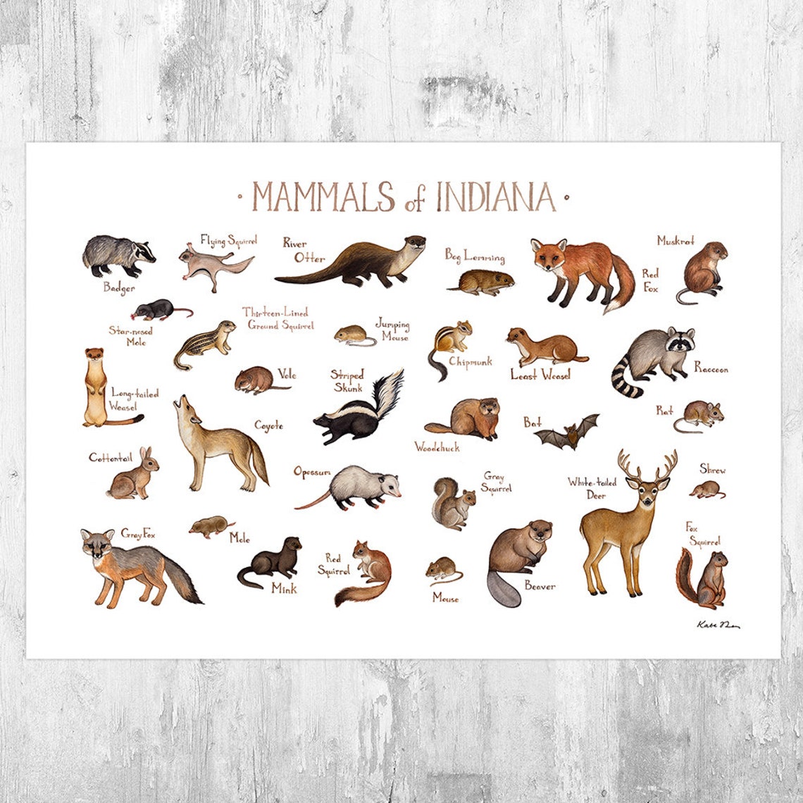 Indiana Mammals Field Guide Art Print / Animals of Indiana / | Etsy