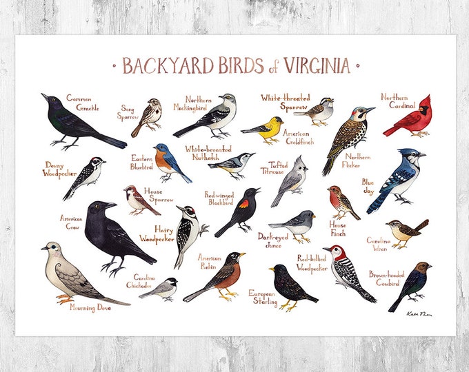 Virginia Backyard Birds Field Guide Art Print / Watercolor - Etsy