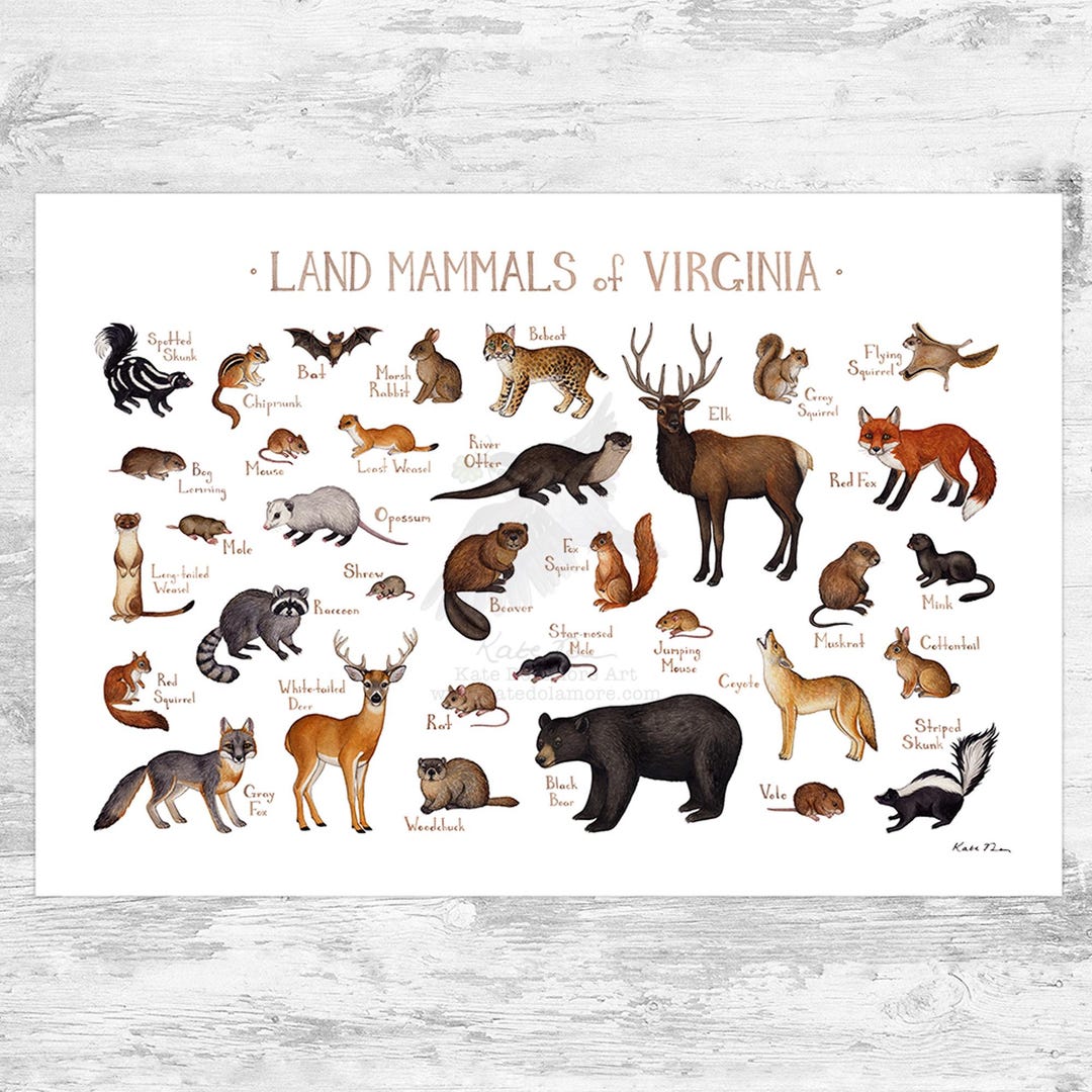 Virginia Land Mammals Field Guide Art Print / Animals of Virginia ...