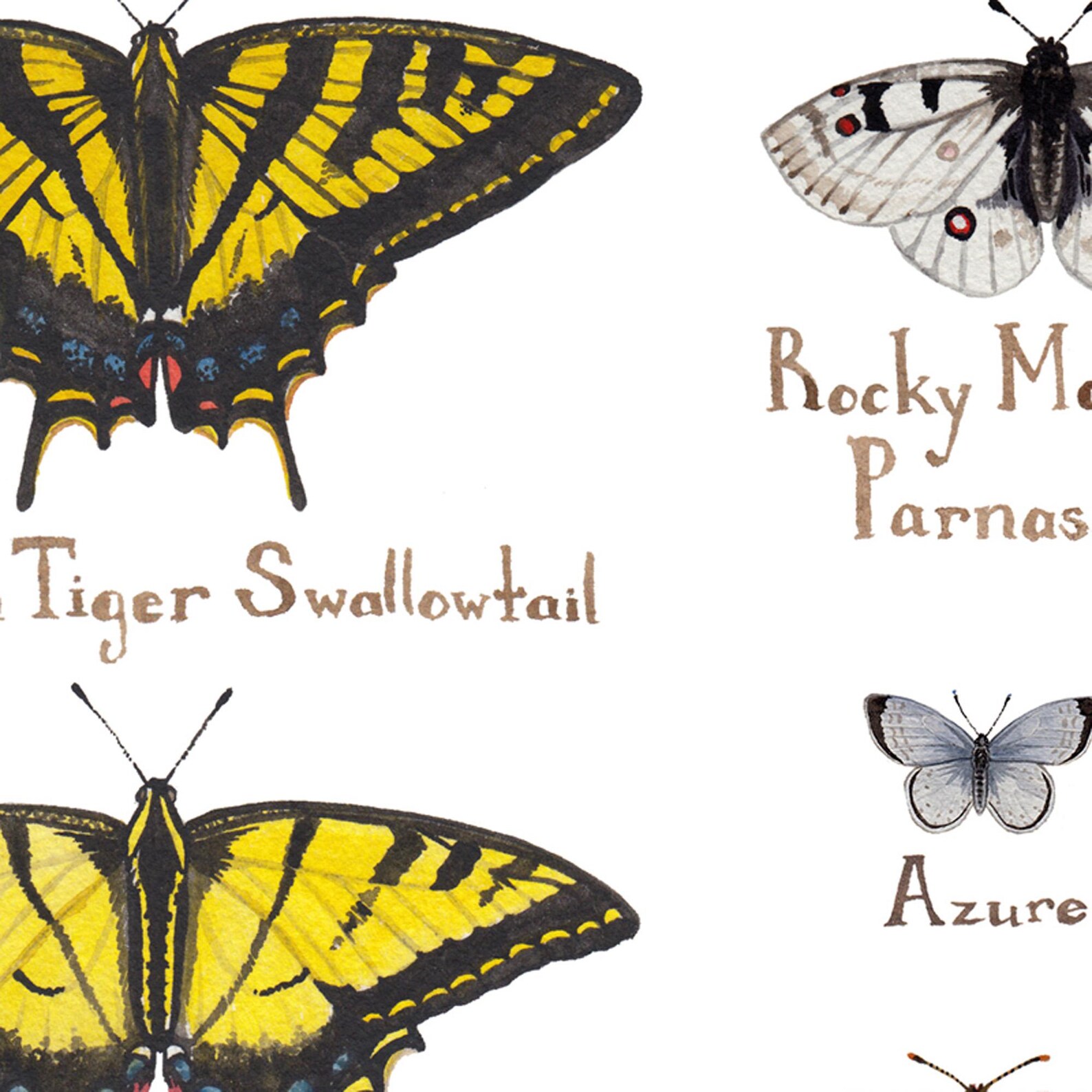 Wyoming Butterflies Field Guide Art Print / Butterfly Poster ...