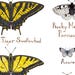 Wyoming Butterflies Field Guide Art Print / Butterfly Poster ...