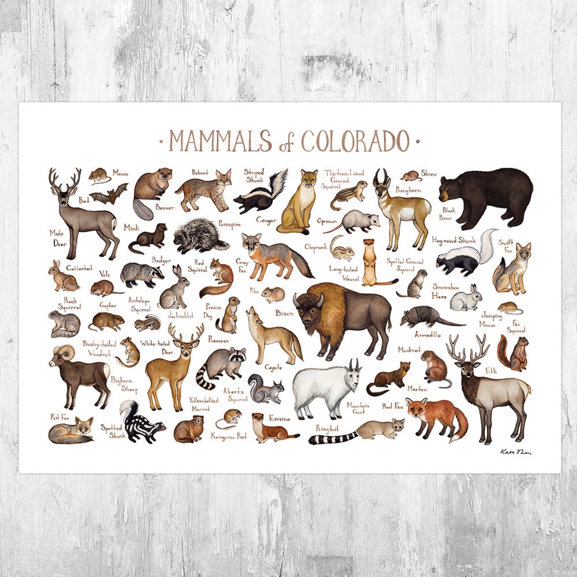 Colorado Mammals Field Guide Art Print / Animals of Colorado / - Etsy