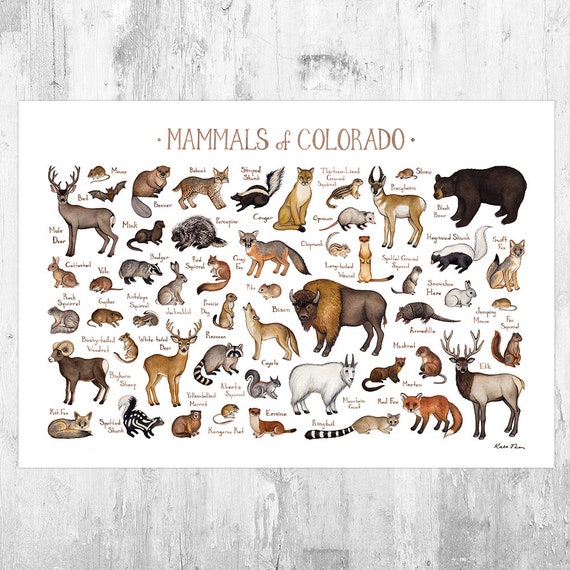 Colorado State Animal Name