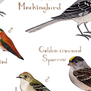 California Backyard Birds Field Guide Art Print / Watercolor Painting ...