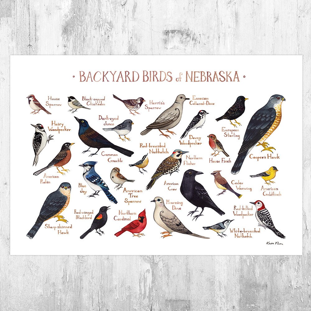 Nebraska Backyard Birds Field Guide Art Print / Watercolor | Etsy