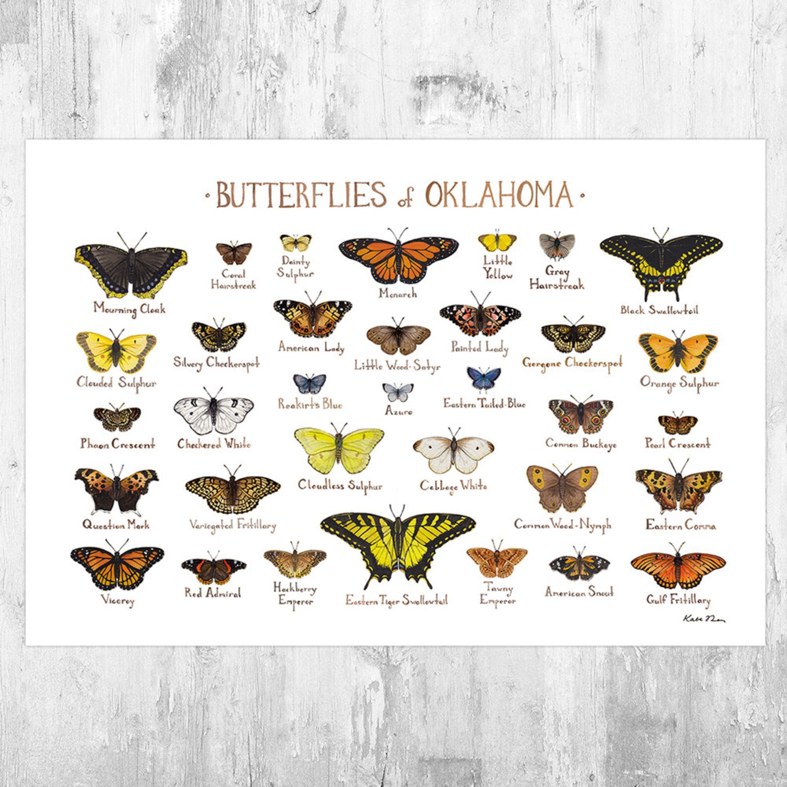 Oklahoma Butterflies Field Guide Art Print / Butterfly Poster - Etsy