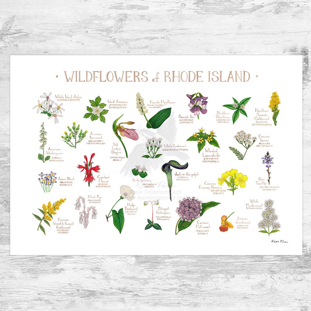 Rhode Island Wildflowers Field Guide Art Print / Common Flowers of ...