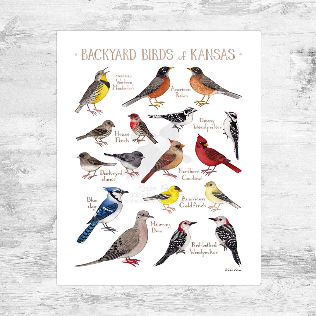 Kansas Backyard Birds Field Guide Art Print Mini 8x10 - Etsy