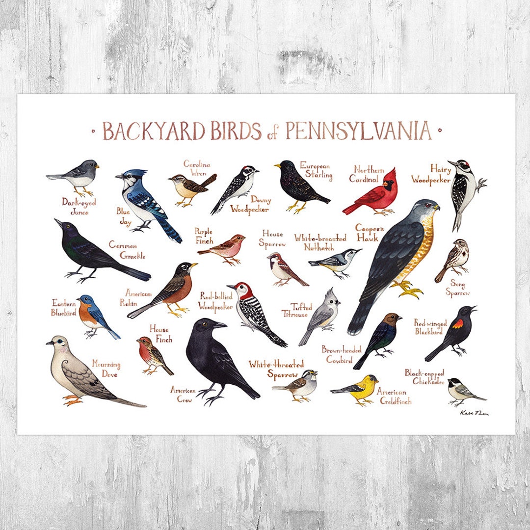 Pennsylvania Backyard Birds Field Guide Art Print / Watercolor - Etsy