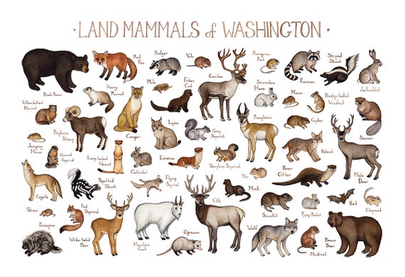 Washington Land Mammals Field Guide Art Print / Animals of | Etsy