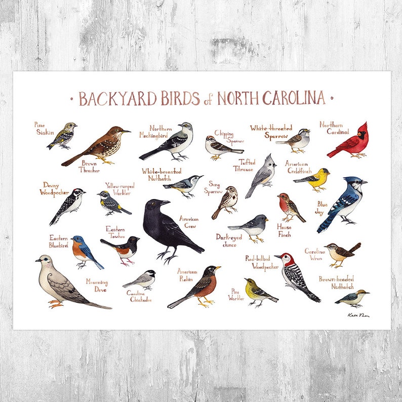 North Carolina Backyard Birds Field Guide Art Print / - Etsy