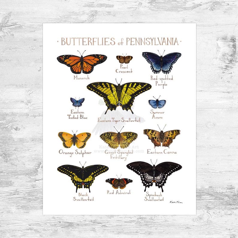 Pennsylvania Butterflies Field Guide Art Print Mini 8x10 - Etsy