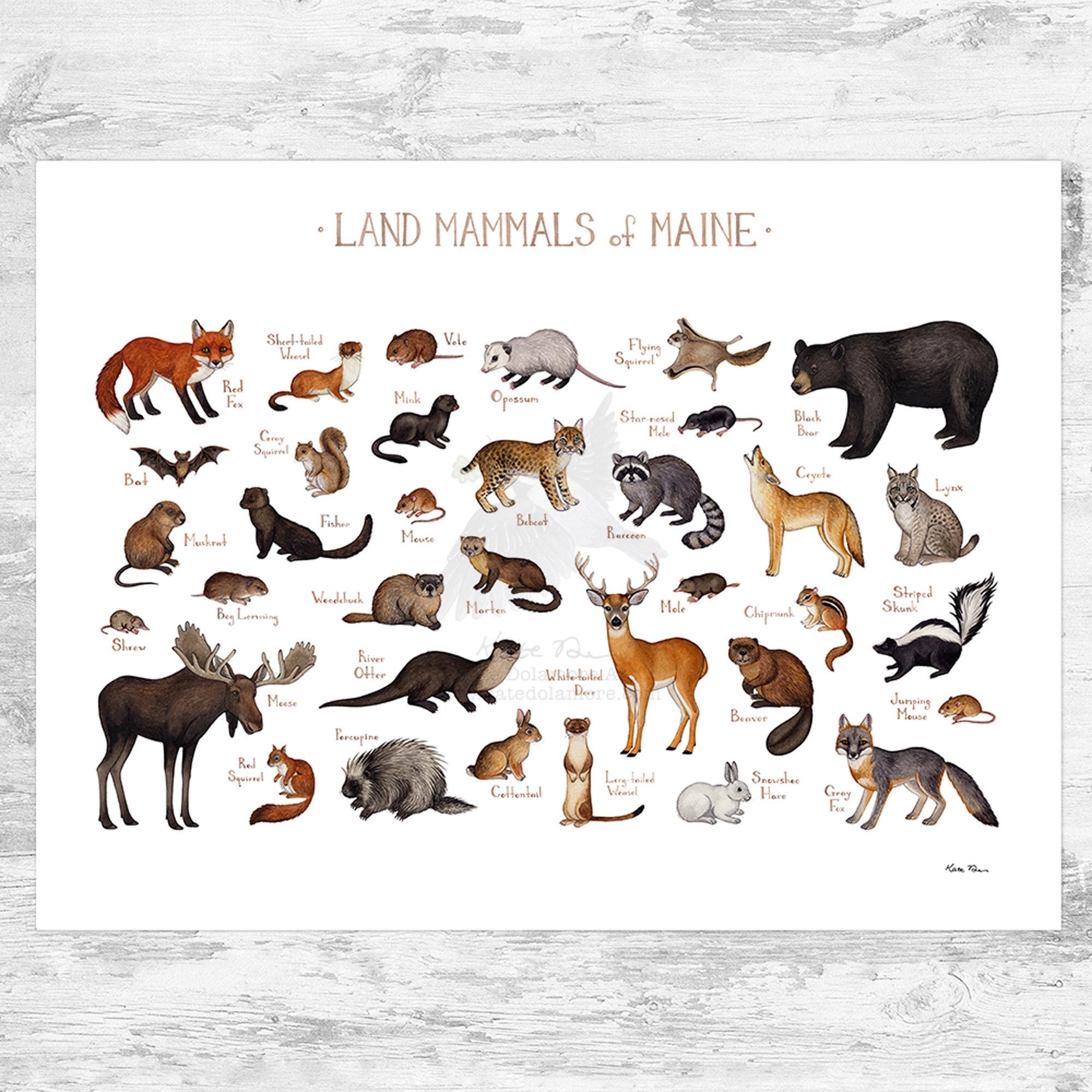 Maine Land Mammals Field Guide Art Print / Animals of Maine ...