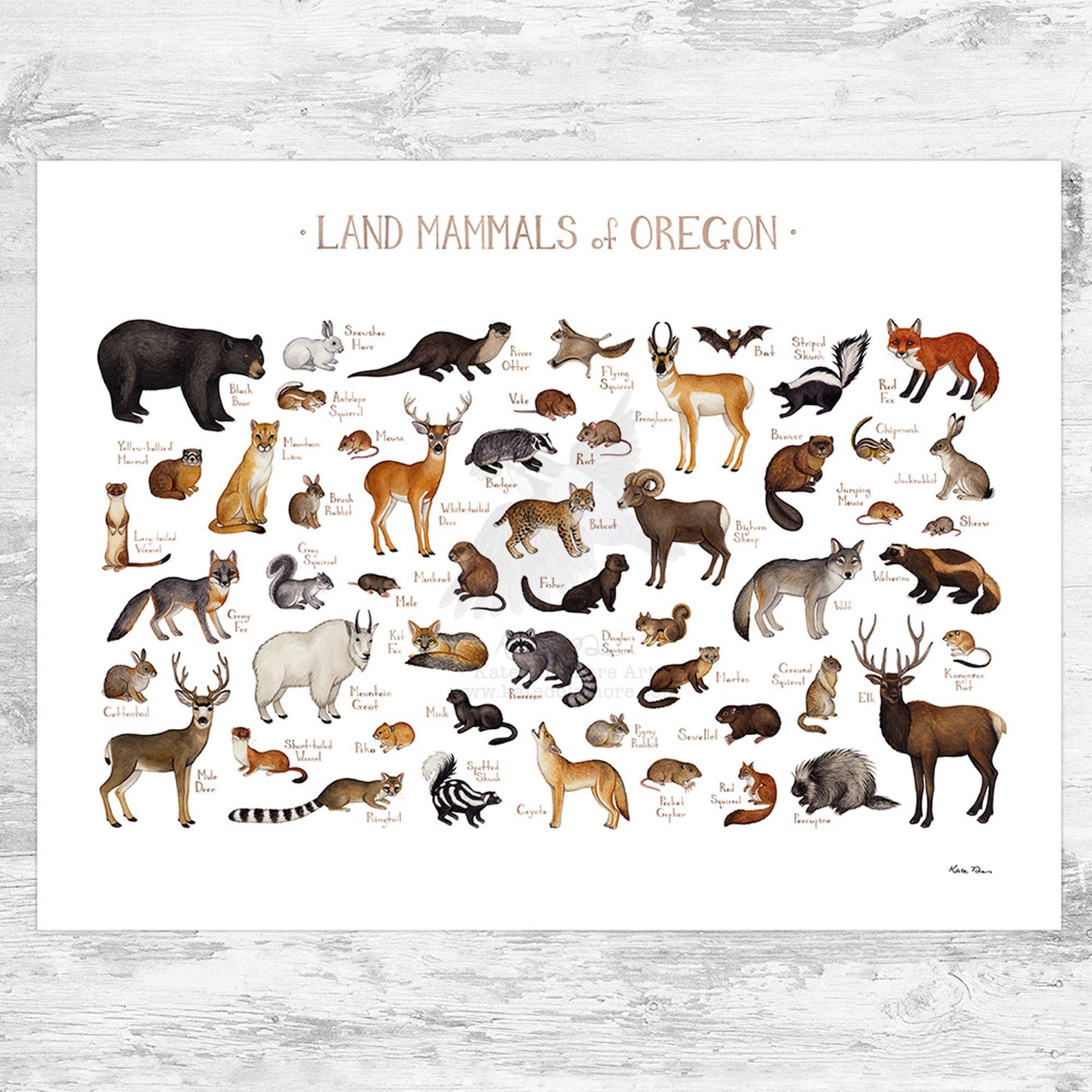 Oregon Land Mammals Field Guide Art Print / Animals of Oregon ...