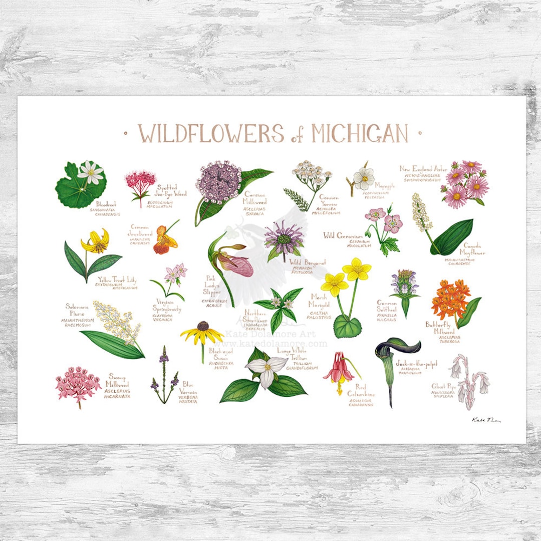 Michigan Wildflowers Field Guide Art Print / Common Flowers of Michigan ...
