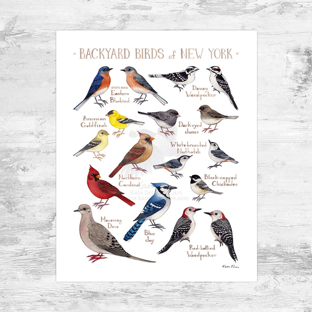 New York Backyard Birds Field Guide Art Print Mini 8x10 - Etsy