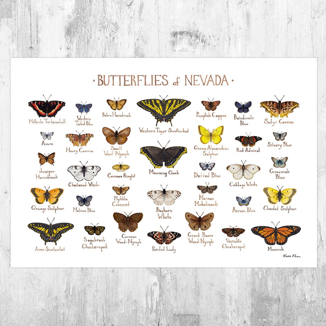 Nevada Butterflies Field Guide Art Print / Butterfly Poster ...