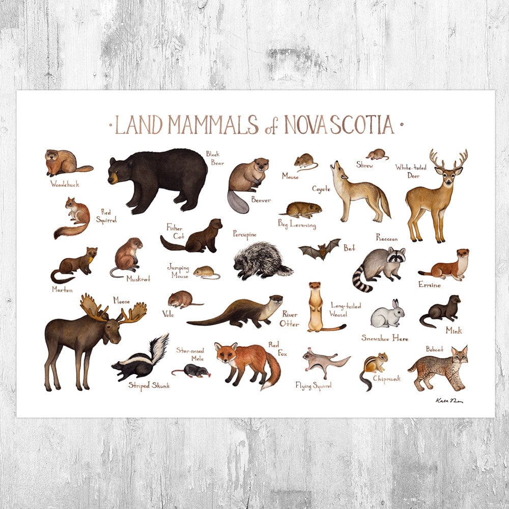 Nova Scotia Mammals Field Guide Art Print / Animals of Canada - Etsy Canada