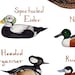 Ducks of North America Field Guide Art Print / Watercolor Ducks Bird ...