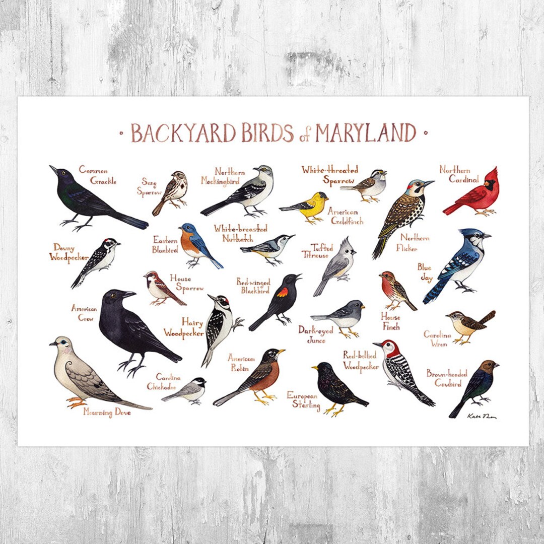 Maryland Backyard Birds Field Guide Art Print / Watercolor - Etsy
