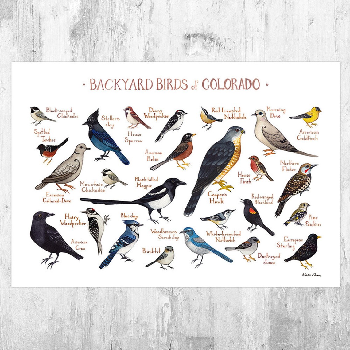 Colorado Backyard Birds Field Guide Art Print / Watercolor - Etsy