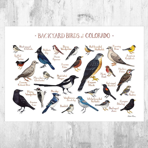 Colorado Backyard Birds Field Guide Art Print / Watercolor | Etsy