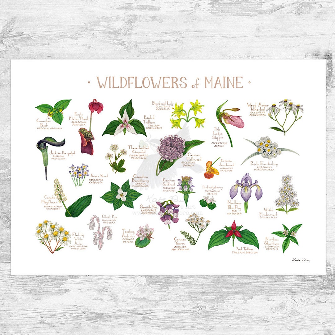 Maine Wildflowers Field Guide Art Print / Common Flowers of Maine ...