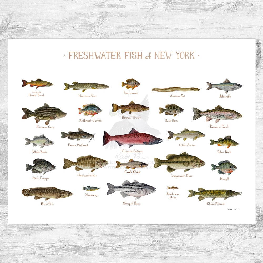 Freshwater Predatory Fish
