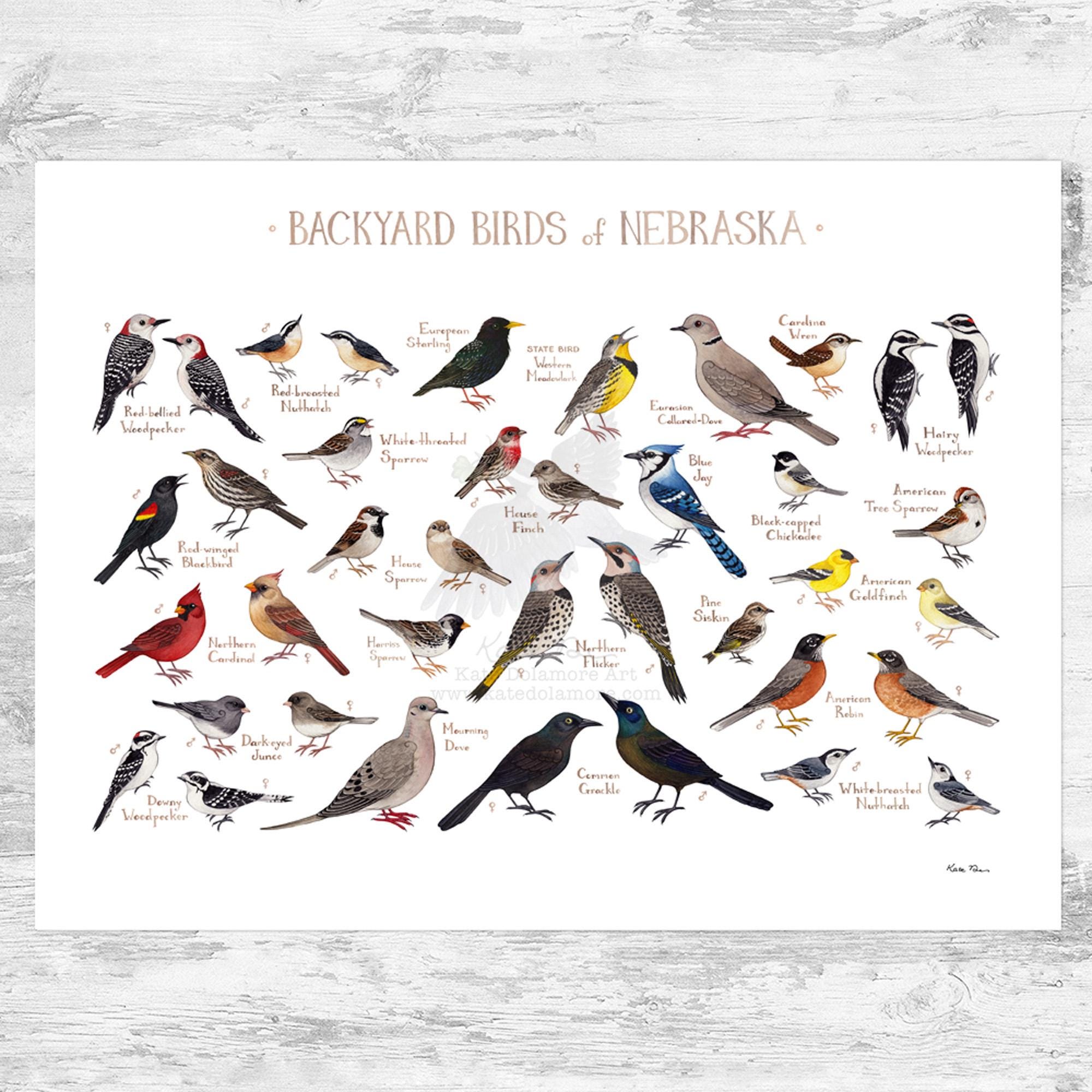 Nebraska Backyard Birds Field Guide Art Print / Watercolor Painting ...