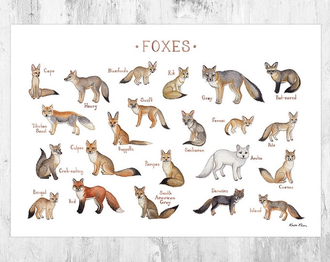 True Foxes of the World Poster Print - SIGNED BY ARTIST! - Etsy Canada