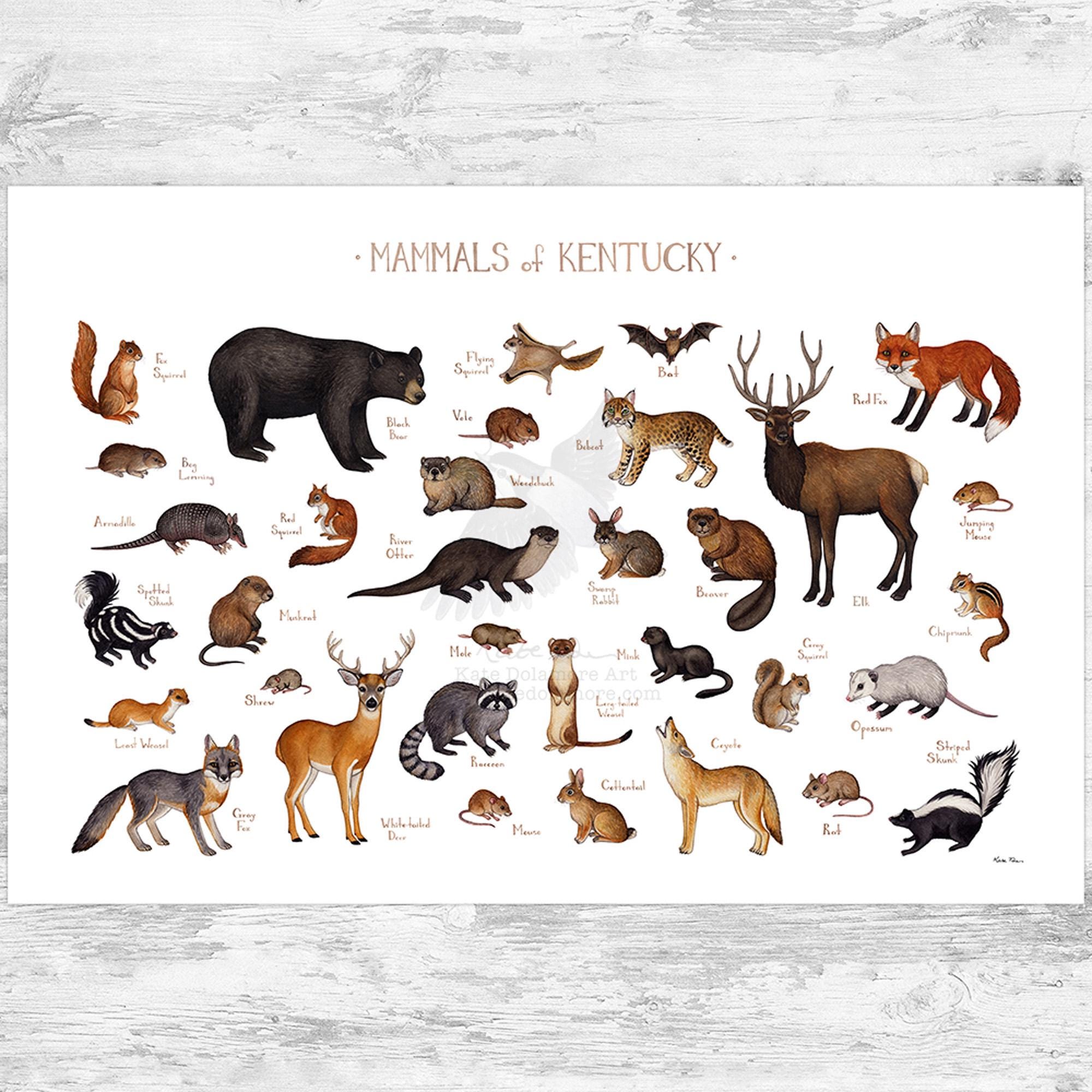 Kentucky Mammals Field Guide Art Print / Animals of Kentucky ...