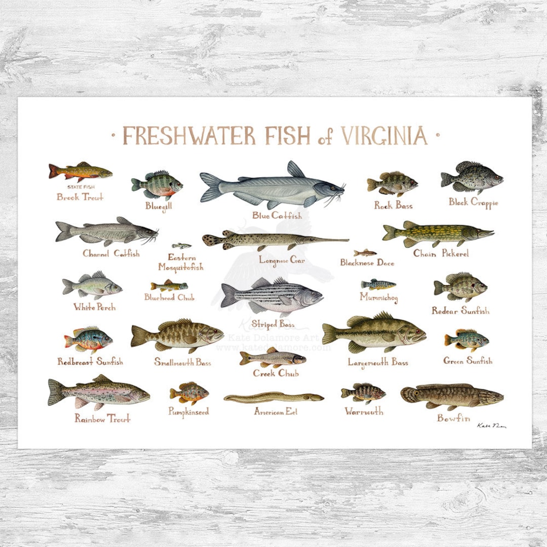 Virginia Freshwater Fish Field Guide Art Print / Fish Nature Study ...