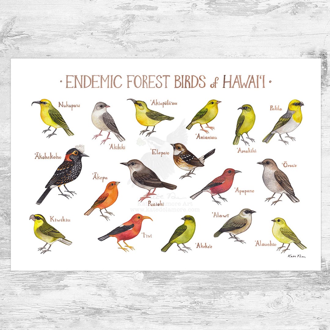 Hawaii Endemic Forest Birds Field Guide Art Print / Native Forest Birds ...