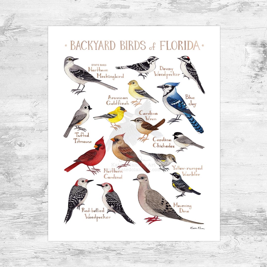 Florida Backyard Birds Field Guide Art Print Mini 8x10 - Etsy