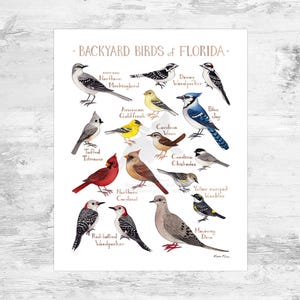 Florida Backyard Birds Field Guide Art Print Mini 8x10 - Etsy Australia