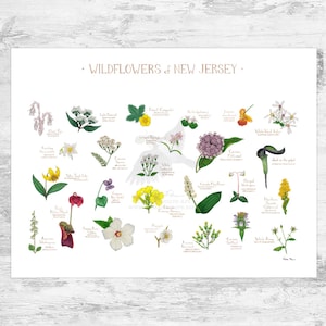 New Jersey Wildflowers Field Guide Art Print / Common Flowers of New ...