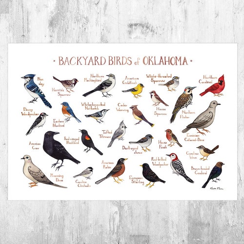 Minnesota Backyard Birds Field Guide Art Print / Watercolor | Etsy