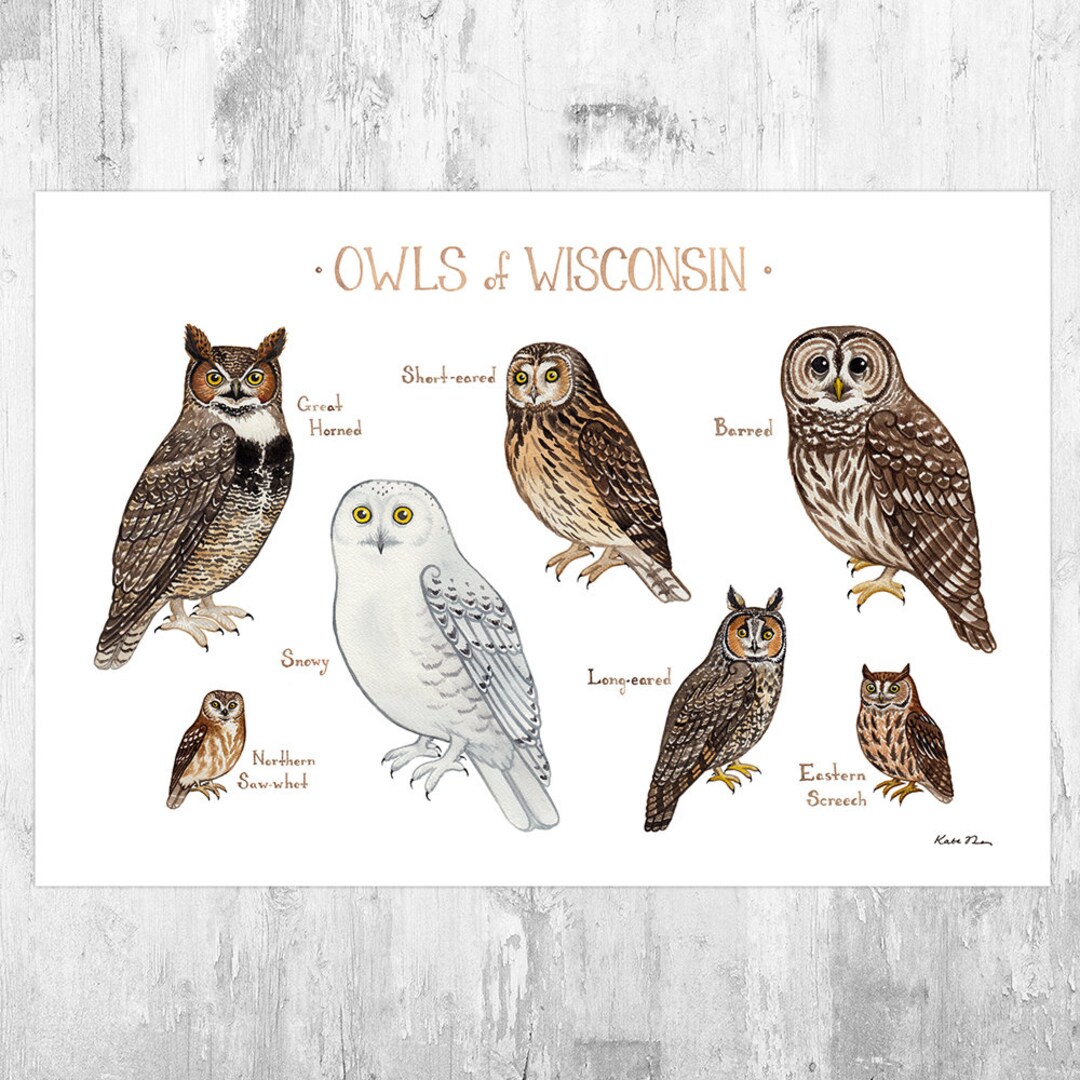 Wisconsin Owls Field Guide Art Print / Watercolor Painting / Wall Art ...