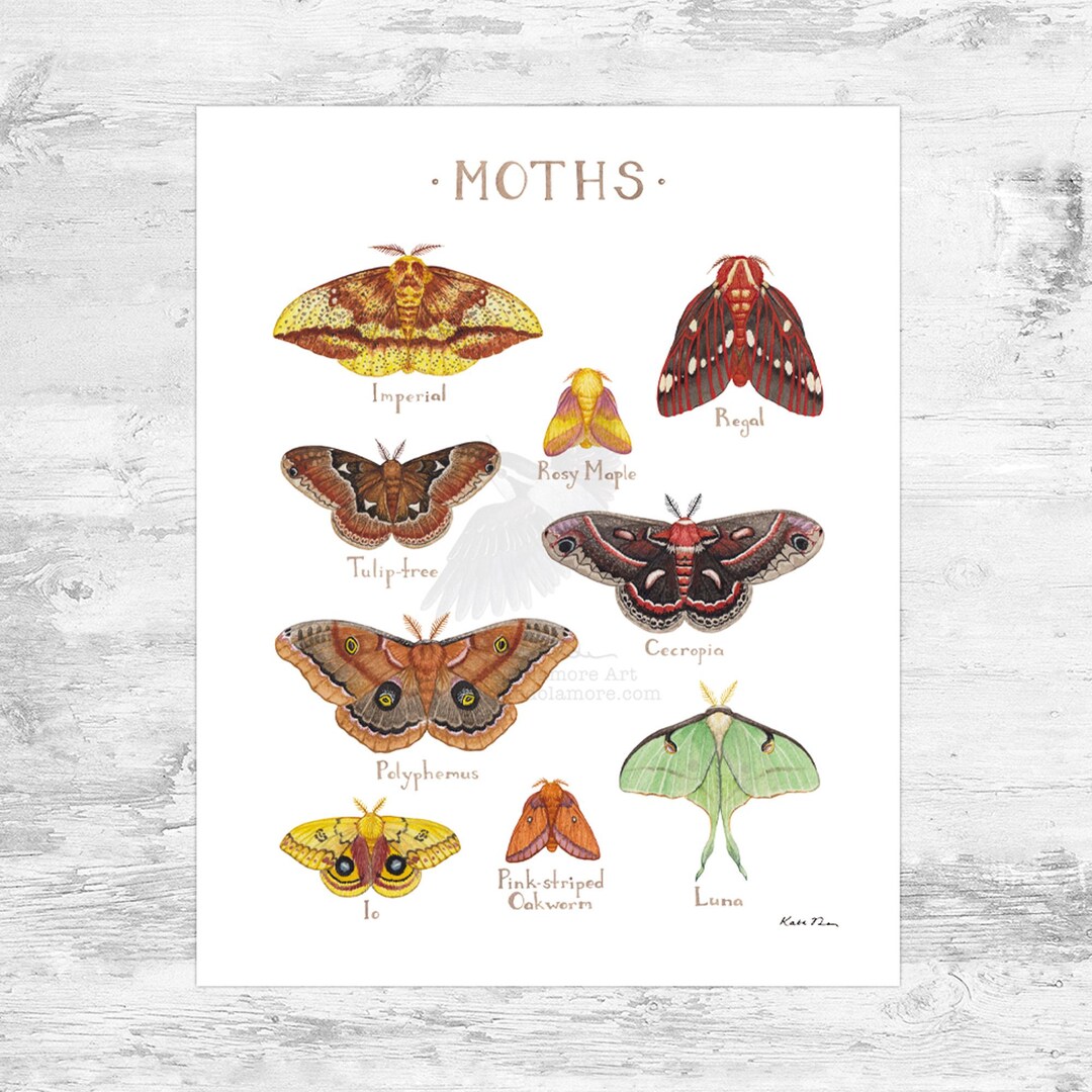 Moths of the Eastern US Field Guide Art Print / Watercolor Saturniidae ...