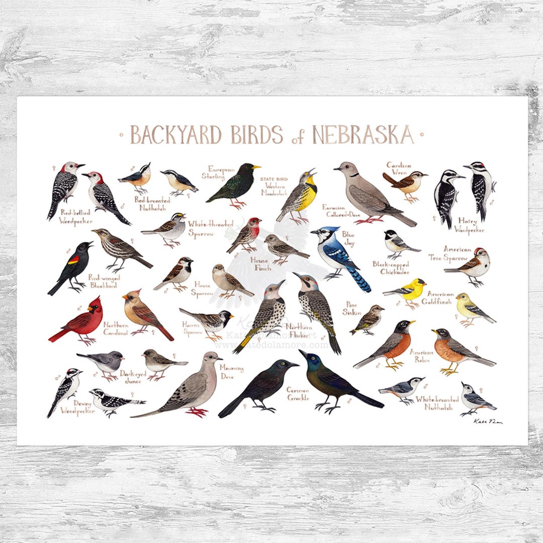 Nebraska Backyard Birds Field Guide Art Print / Watercolor Painting ...