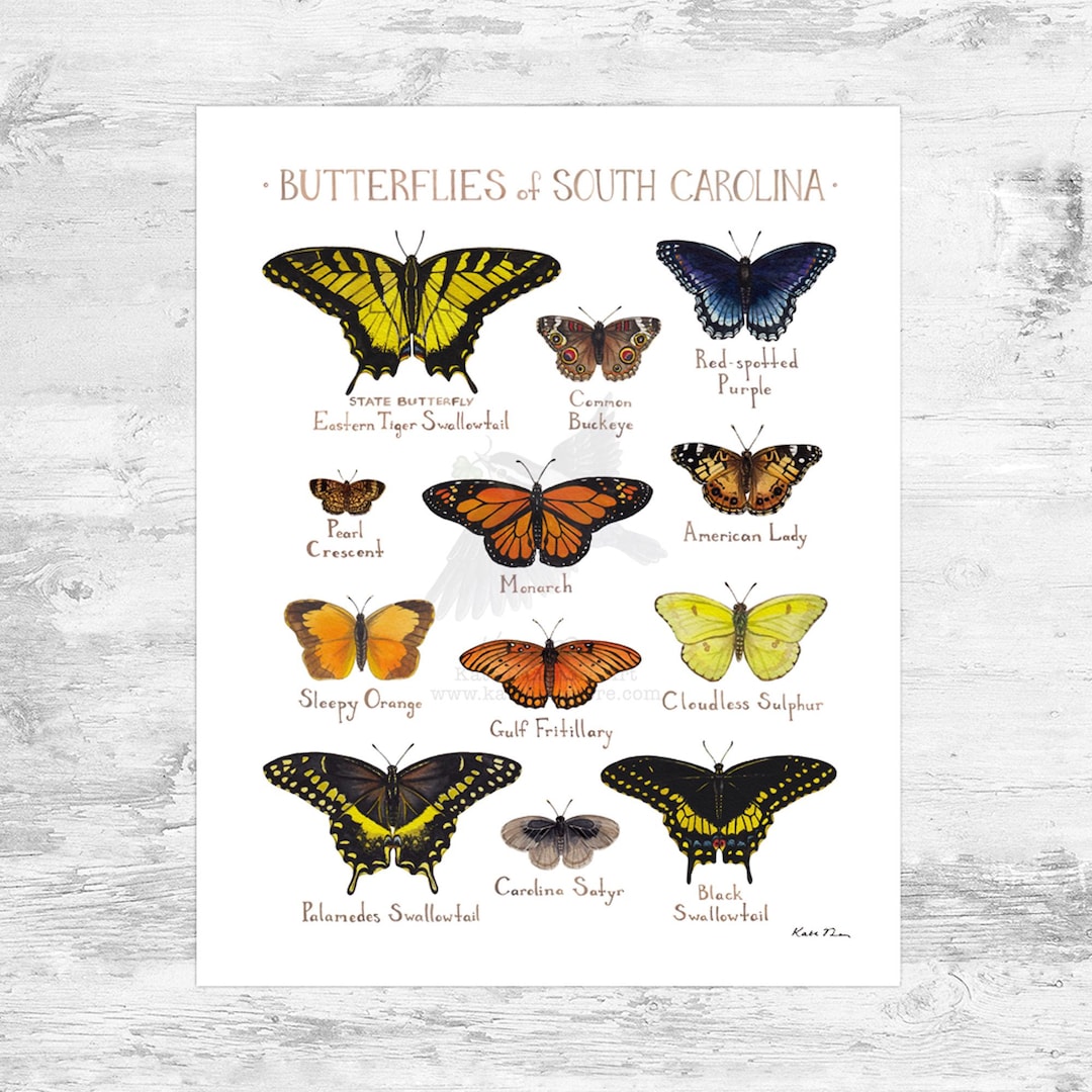 South Carolina Butterflies Field Guide Art Print Mini 8x10 - Etsy