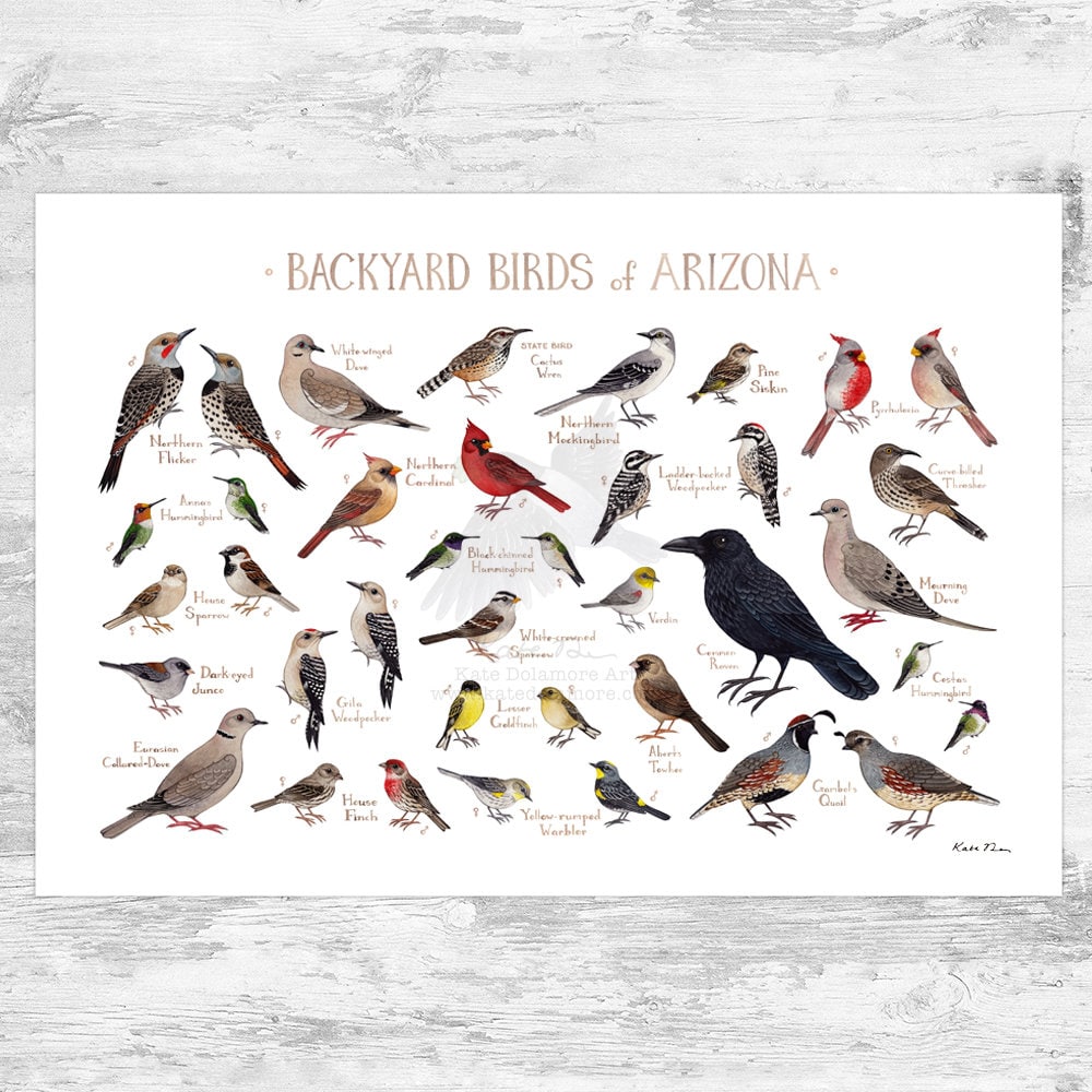 Colorful Birds Of Arizona Desert