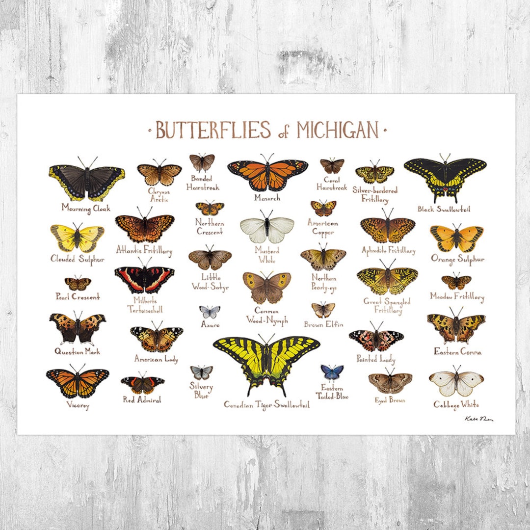 Michigan Butterflies Field Guide Art Print / Butterfly Poster ...