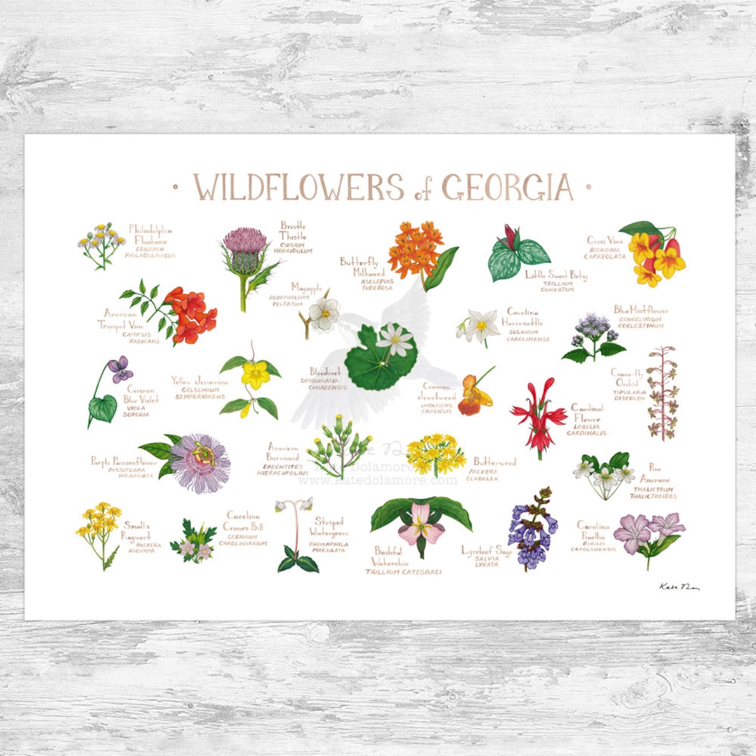 Georgia Wildflowers Field Guide Art Print / Common Flowers of Georgia ...