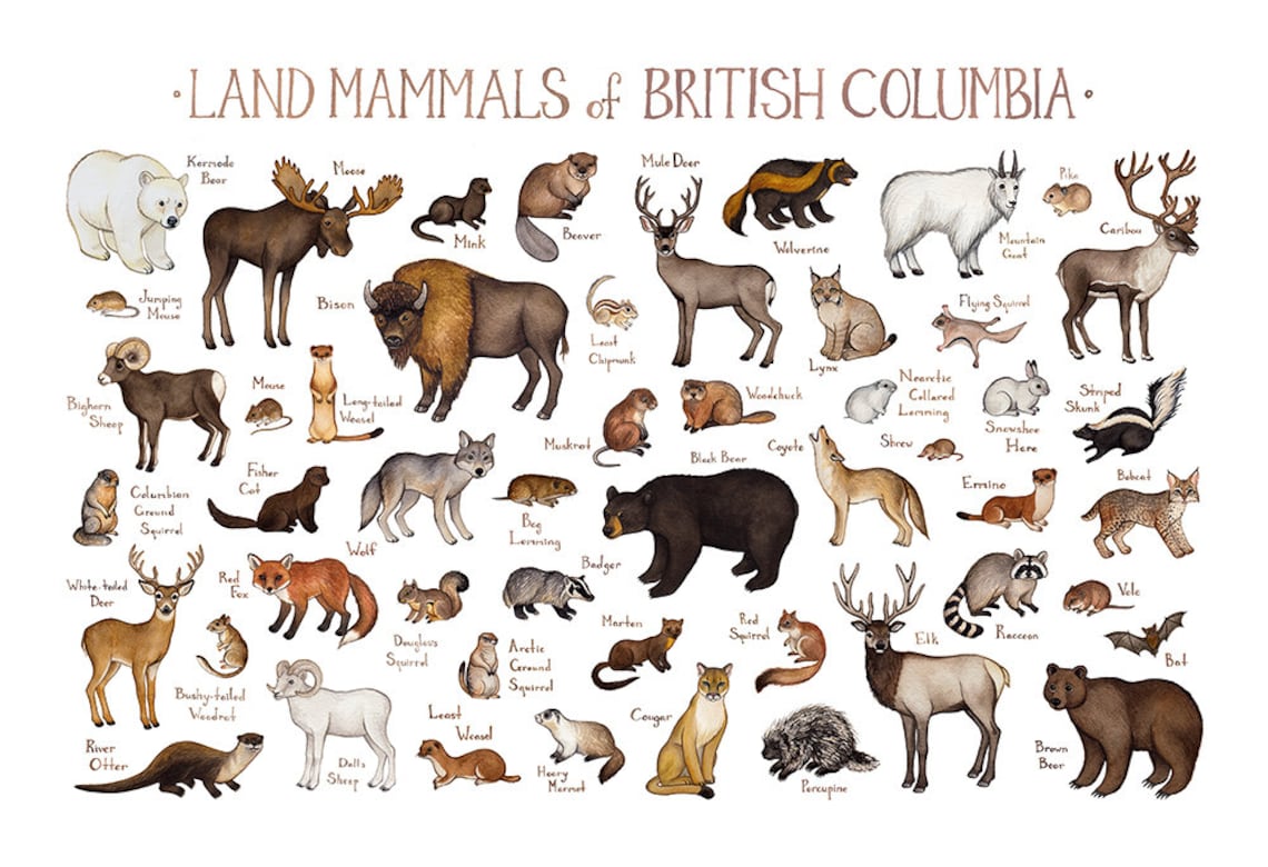British Columbia Mammals Field Guide Art Print / Animals of | Etsy