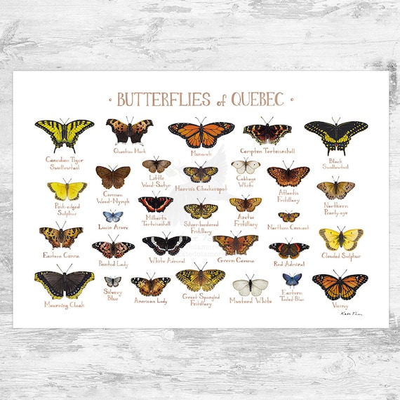 Quebec Butterflies Field Guide Art Print / Butterfly Poster / - Etsy