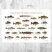 Michigan Freshwater Fish Field Guide Art Print / Fish Nature Study ...